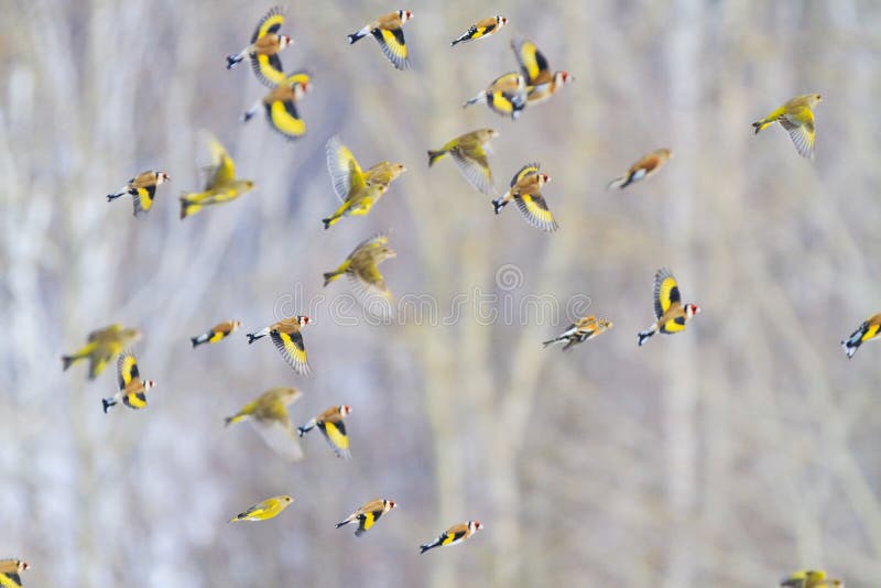 Beautifully Birds Fly Over the Forest Stock Image - Image of male ...