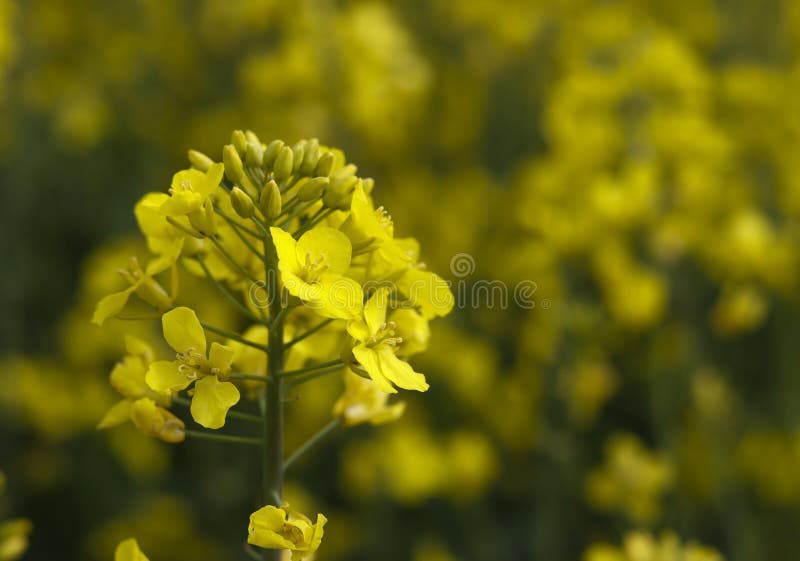 Beautifully Blooming Canola in Spring Stock Image - Image of field ...