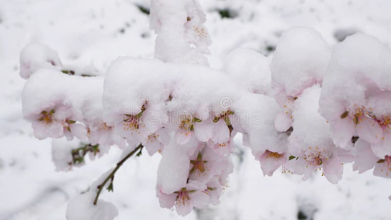 Beautifully Blooming Cherry Tree with Pink Flowers in March. Snow ...
