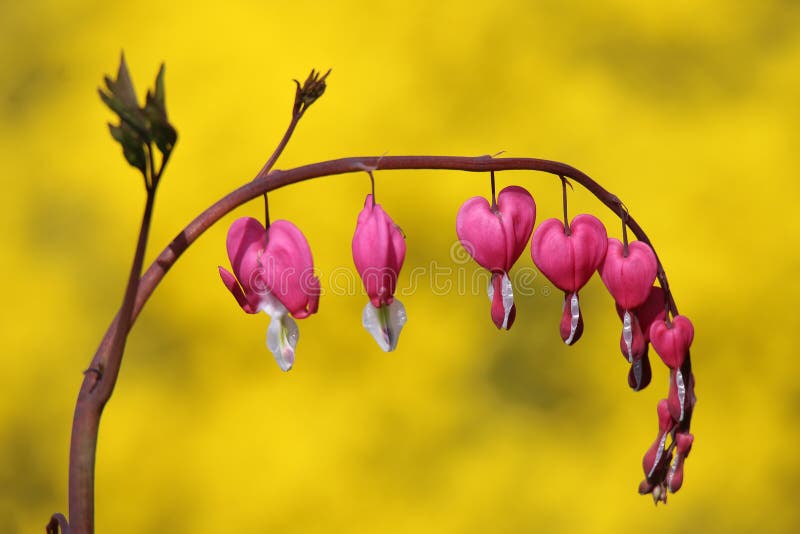 Beautifully Blooming Hearts in Spring Stock Image - Image of bloom ...