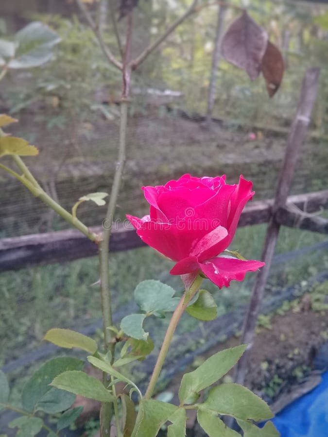 Beautifully Blooming Roses in the Garden 13 Stock Image - Image of ...