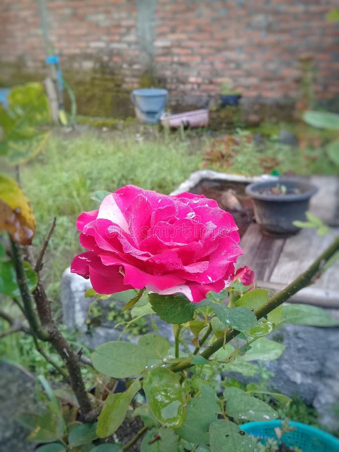Beautifully Blooming Roses in the Garden 8 Stock Image - Image of ...