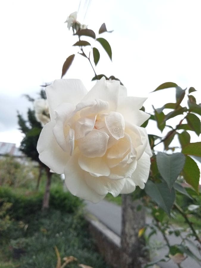 Beautifully Blooming White Roses on Blurred Green Leaves Stock Photo ...