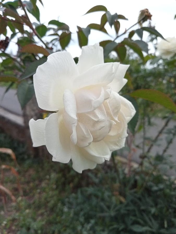 Beautifully Blooming White Roses on Blurred Green Leaves Stock Photo ...