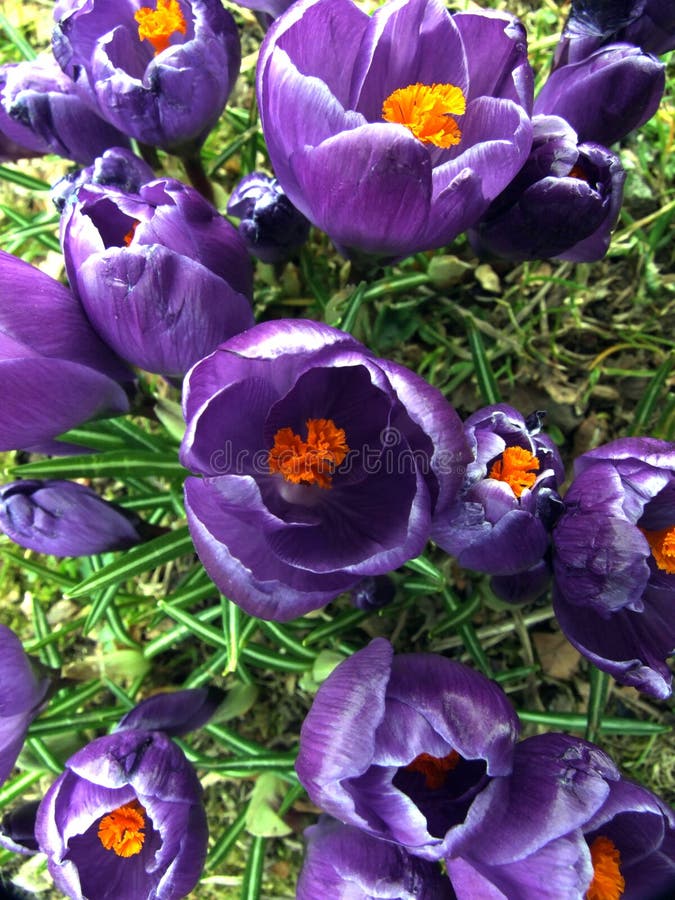 Beautifully Blossomed Purple Spring Crocus Flowers Stock Image - Image ...