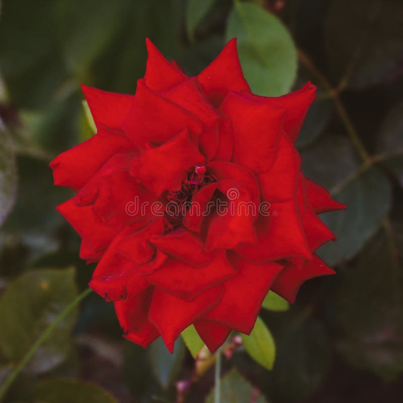 Beautifully Blossomed Red Rose in the Garden Stock Image - Image of ...