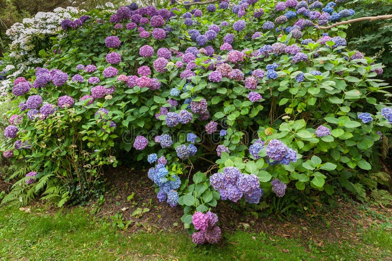 Beautifully Colored Common Hydrangea Bushes in France Stock Image ...