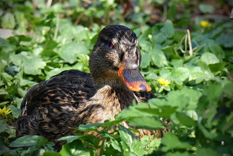 Beautifully Colored Duck in the Grass Stock Photo - Image of park ...
