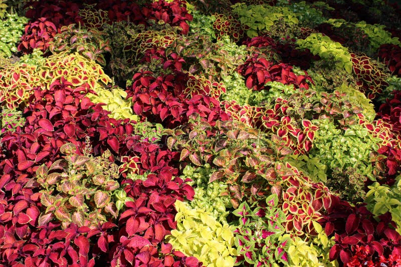 Beautifully Colored Foliage of Amaranthus Tricolor Stock Photo - Image ...