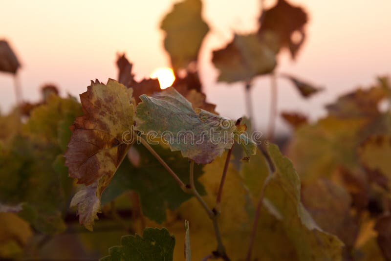 Beautifully Colored Grapevine Leaves in Autumn Stock Image - Image of ...