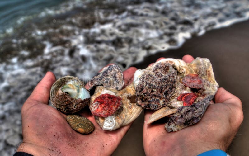Beautifully Colored Shells from the North Sea of Japan Stock Photo ...