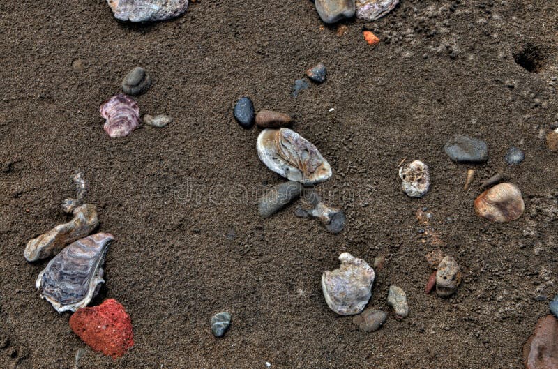 Beautifully Colored Shells from the North Sea of Japan Stock Image ...