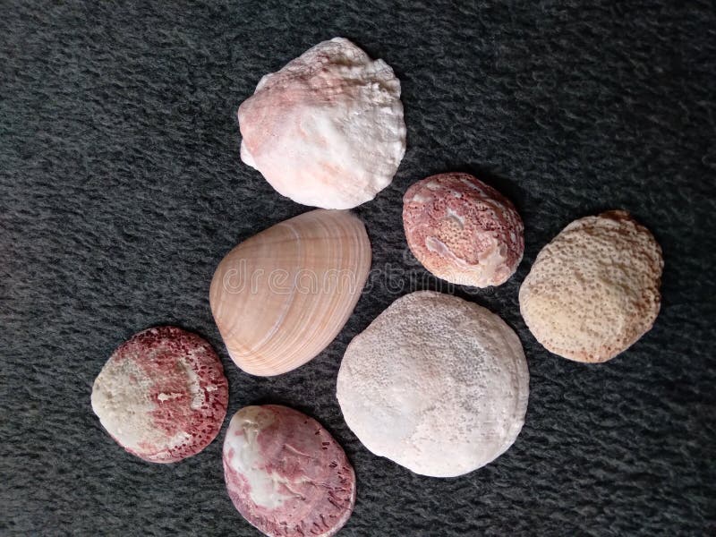 Beautifully Colored Sea Shells Seen from the Side Stock Photo - Image ...