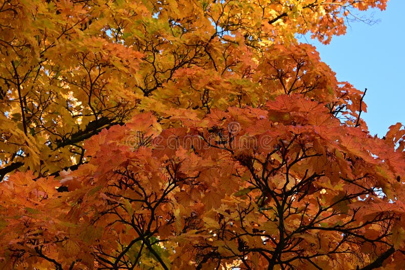 Beautifully Colored Tree from Autumn Stock Image - Image of autumn ...