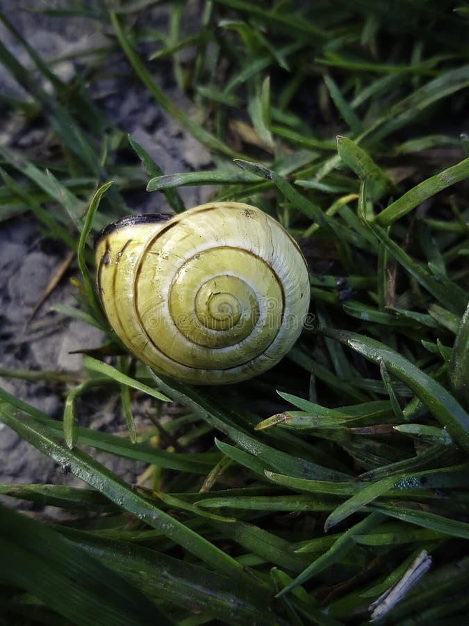 Beautifully Coloured Snail Shell Stock Image - Image of pattern, meadow ...