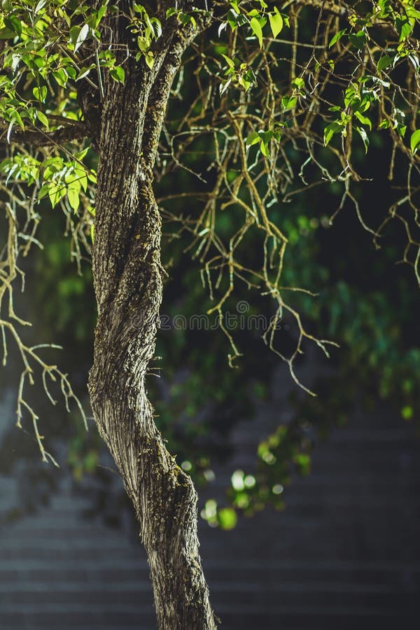 Beautifully Crooked Trunk of a Tree with Branches Both Dry and W Stock ...