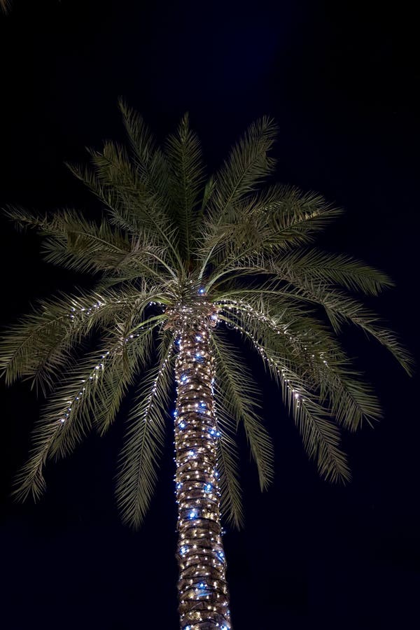 Beautifully Decorated Palm Trees Silhouette the Night Sky Stock Photo ...