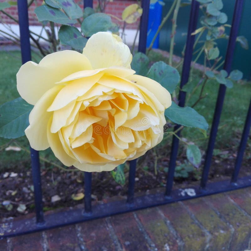 Beautifully Designed Flower Stock Image - Image of good, flower: 130189591