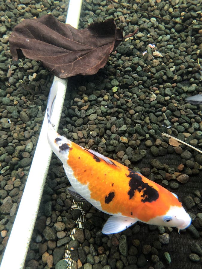 Koi stock image. Image of colors, fish, beautifully - 271201159