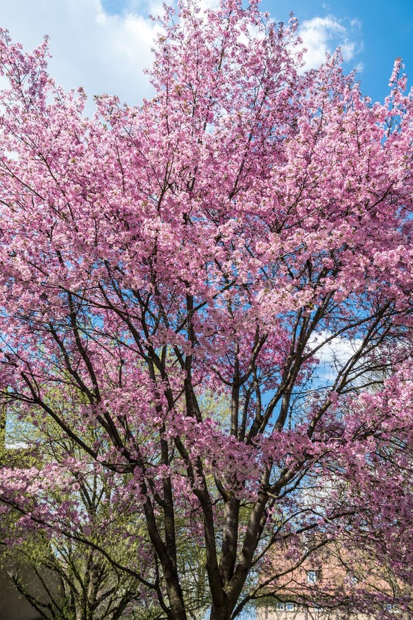 Beautifully Flowered Tree with Pink Flowers Stock Photo - Image of ...