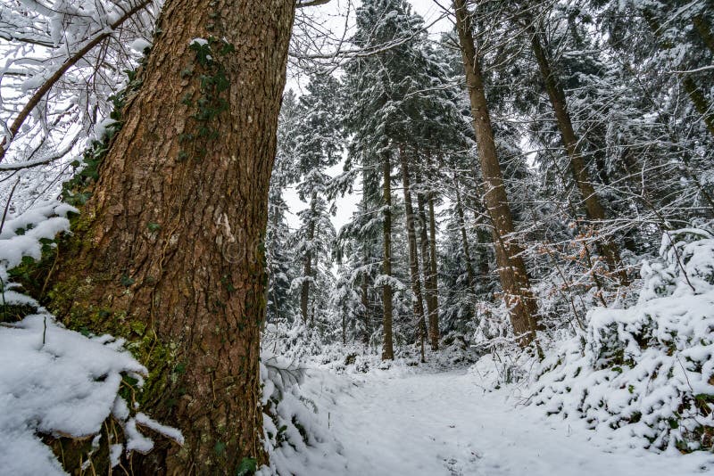 The Beautifully Icy Scheidegger Waterfalls Stock Photo - Image of alpen ...