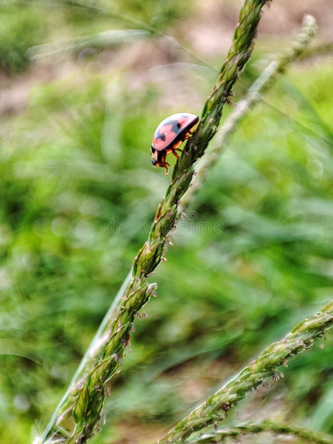 Beautifully Ladybug in the Green Fresh Grass Stock Photo - Image of ...