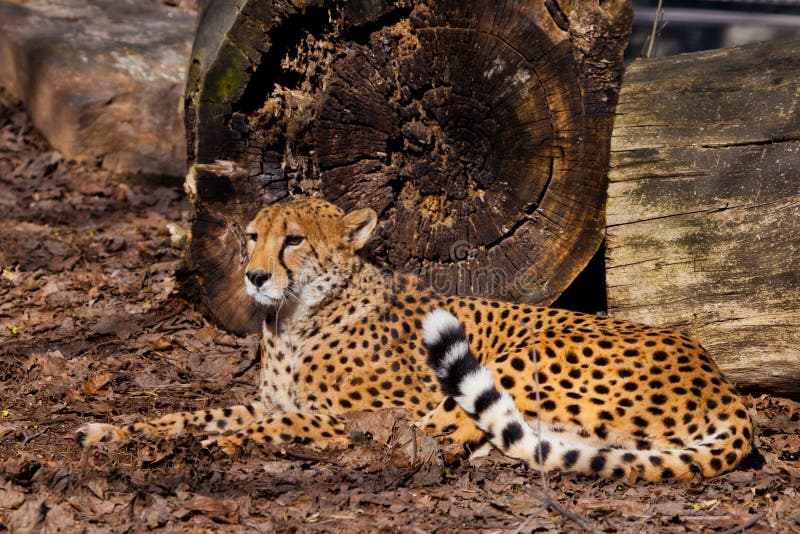 Beautifully Lies by the Stump. a Bright Red Cheetah is Resting and ...