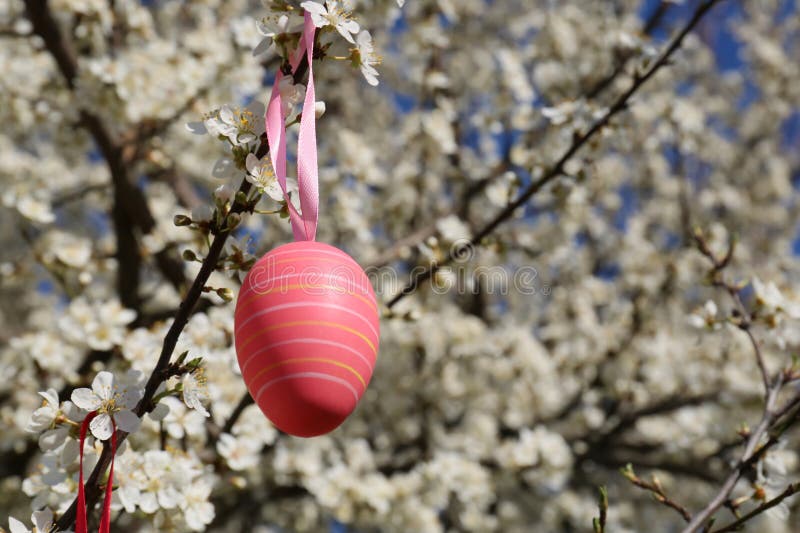 Beautifully Painted Easter Egg Hanging on Blooming Cherry Tree Outdoors ...