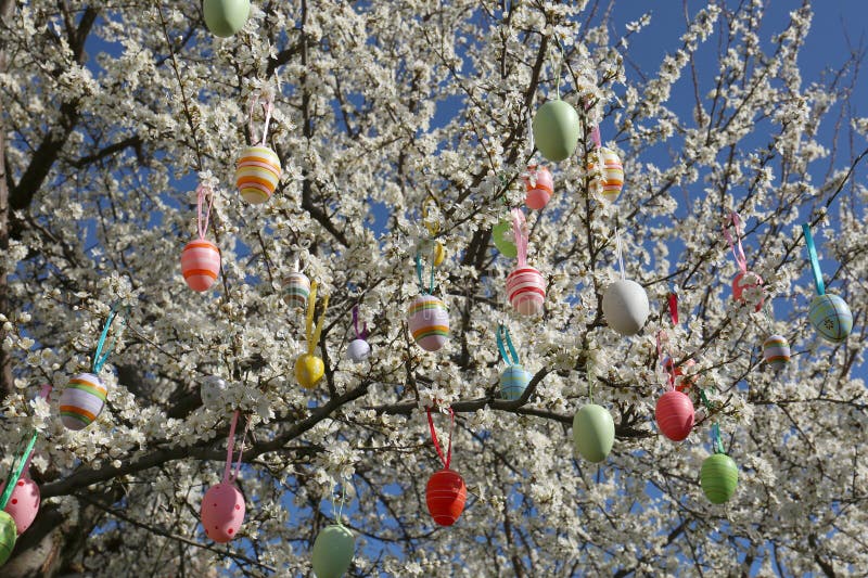 Beautifully Painted Easter Eggs Hanging on Blooming Cherry Tree ...