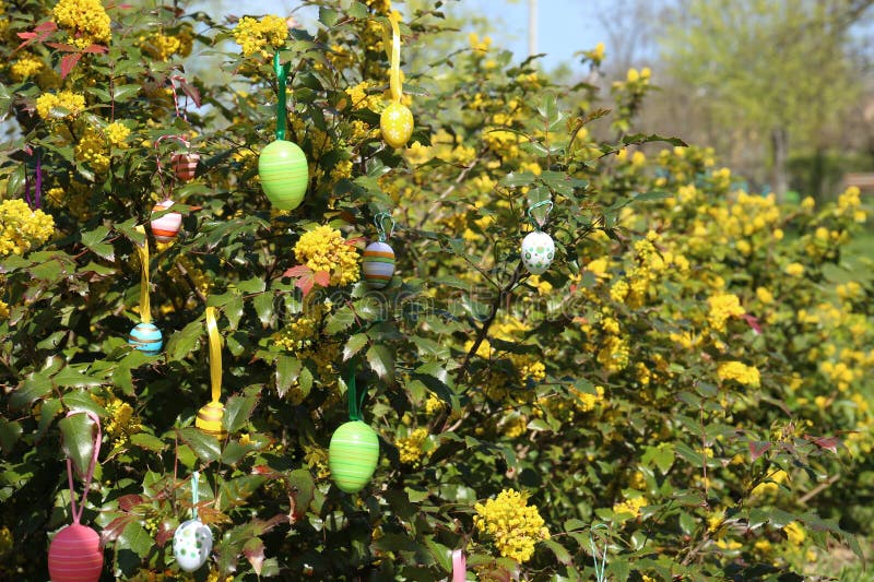 Beautifully Painted Easter Eggs Hanging on Tree Outdoors Stock Image ...