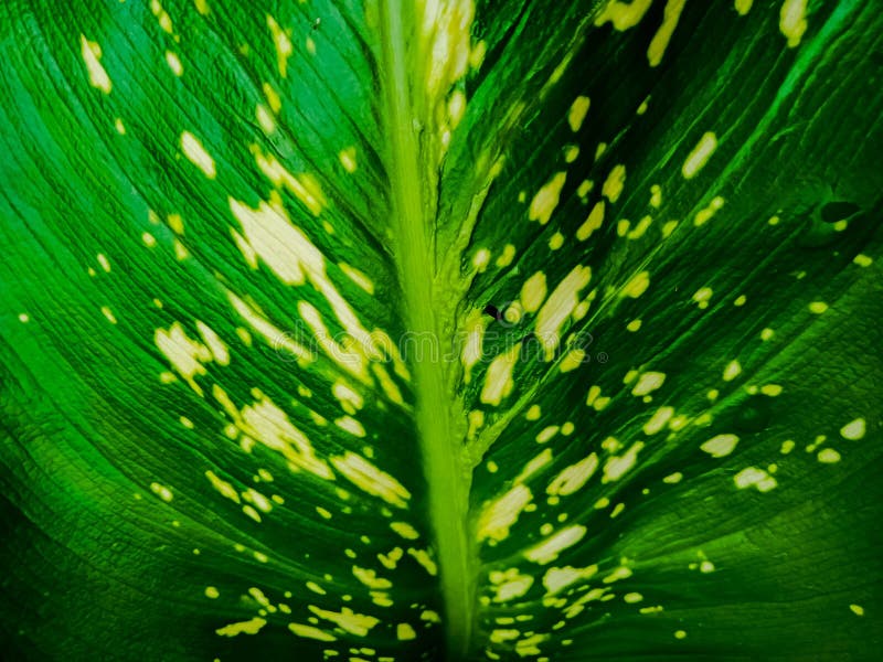 Beautifully Patterned Leaf Sheets Stock Photo - Image of patterned ...
