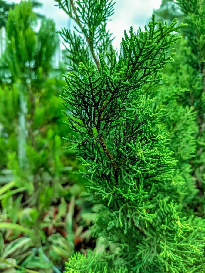 Beautifully Patterned Natural Greenery Stock Image - Image of macro ...