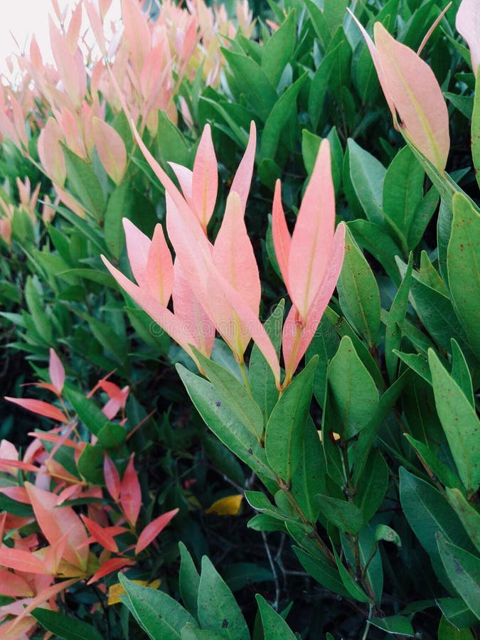 Beautifully Pink Syzygium Plant Stock Photo - Image of leaf, grass ...