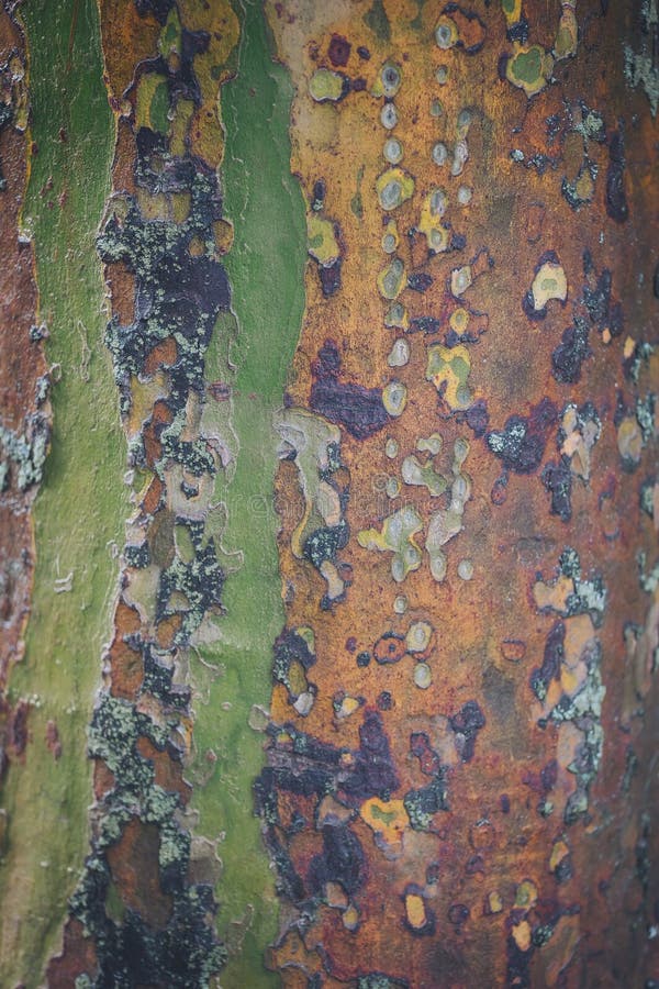 Beautifully Textured Tree Bark. Details of Tree Bark on a Platanus ...