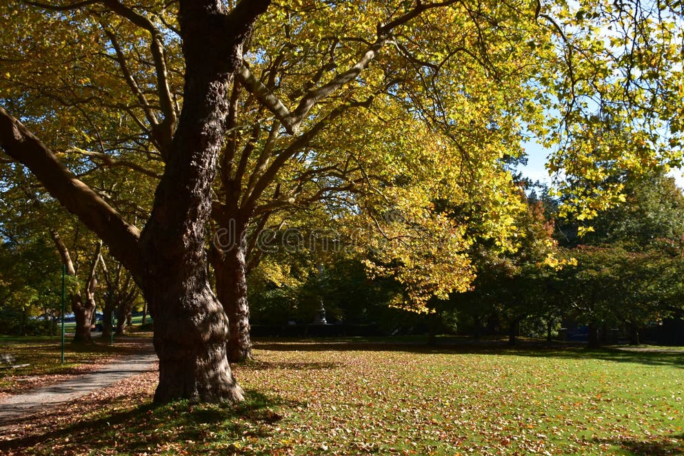 Beautifully tree stock photo. Image of morning, park - 78896536