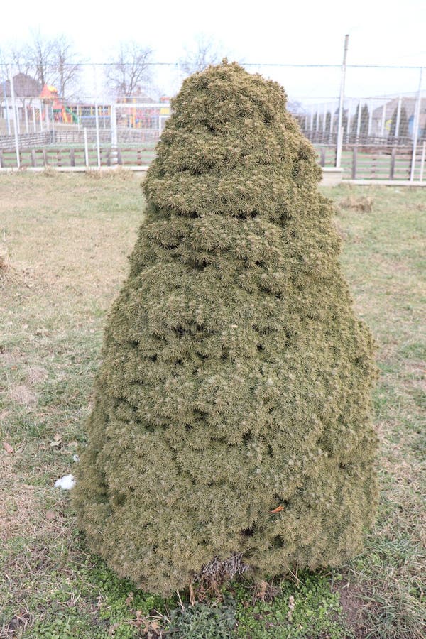 A Beautifully Unique Shaped Evergreen Tree Stands Tall in an Expansive ...