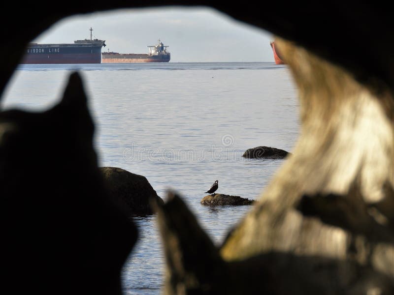 Beautifully view stock photo. Image of bird, canada, morning - 80585526