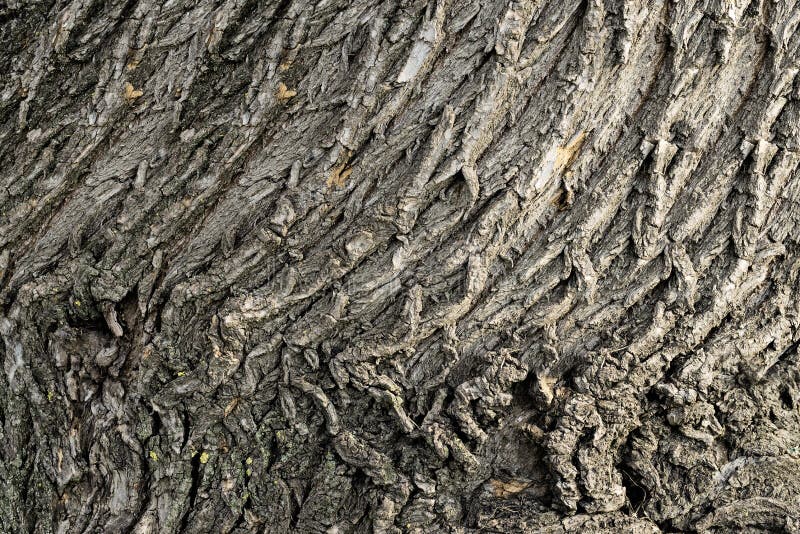 Relief Pattern of the Bark of an Old Tree Trunk Stock Image - Image of ...