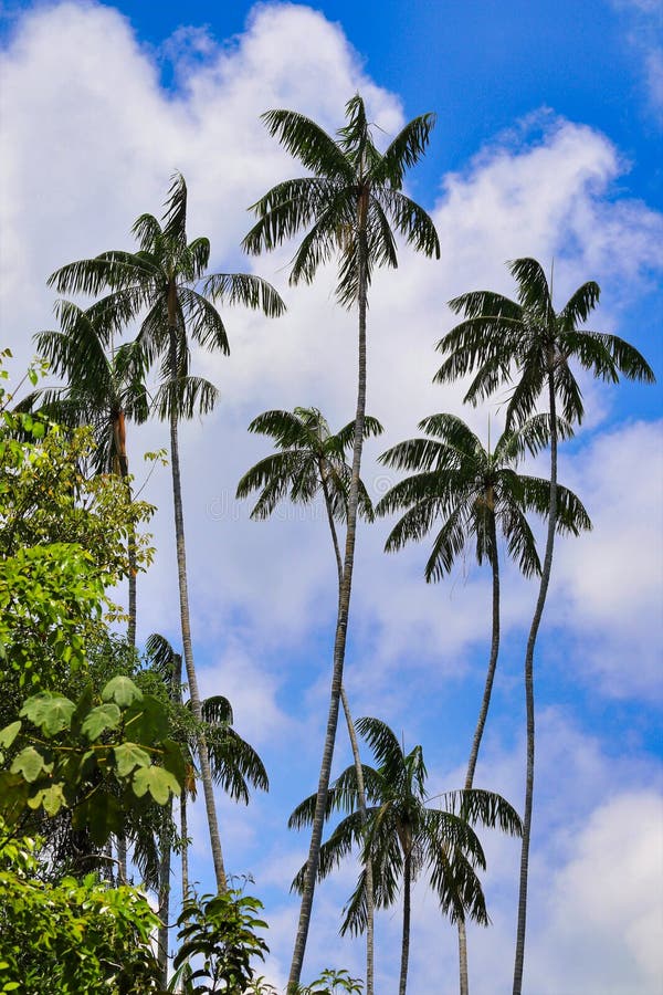 Beautifuls Palm Trees - Borneo Malaysia Asia Stock Photo - Image of ...
