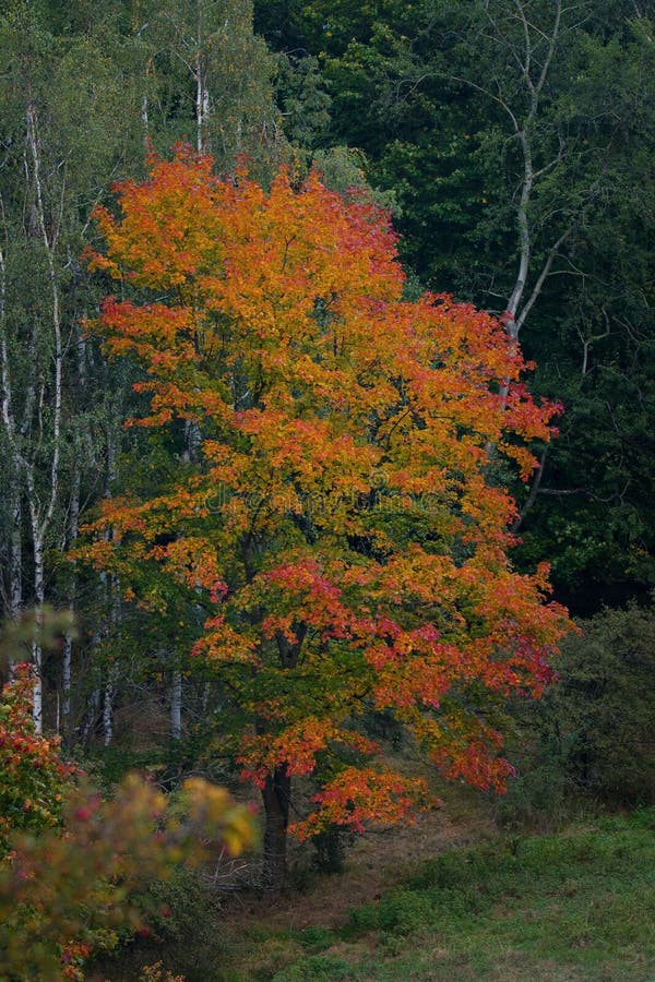 Beautifuly Colored Autumn Tree in the Forest Stock Image - Image of ...