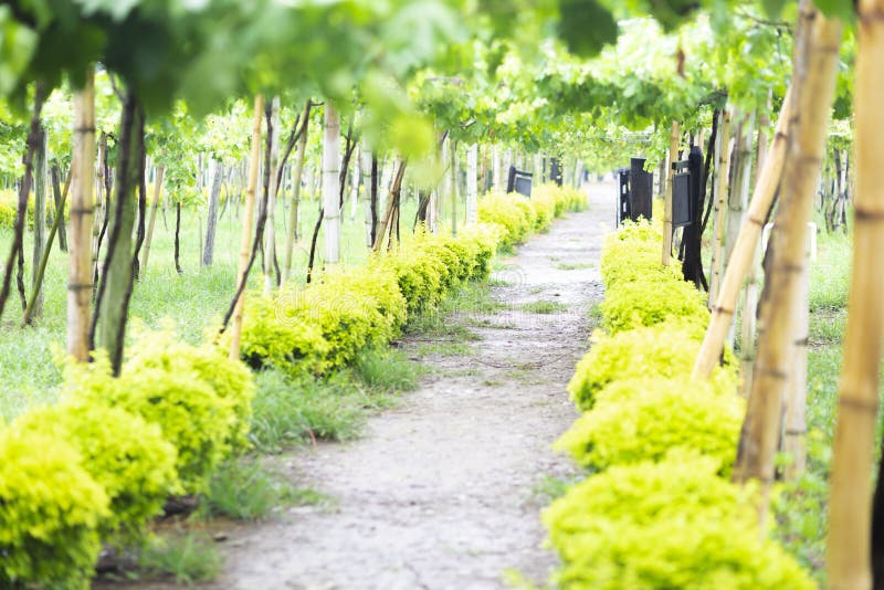 Vineyard path stock image. Image of countryside, growing - 29781557