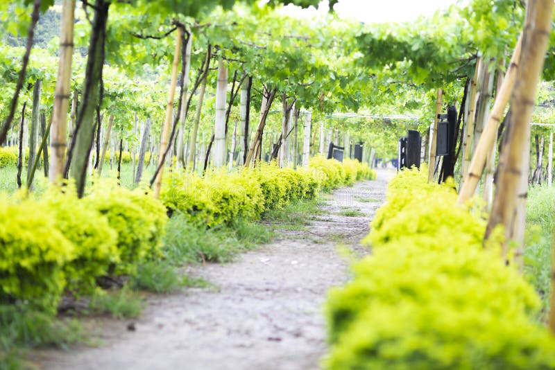Path in Grape Arbor stock image. Image of wooden, countryside - 33329653