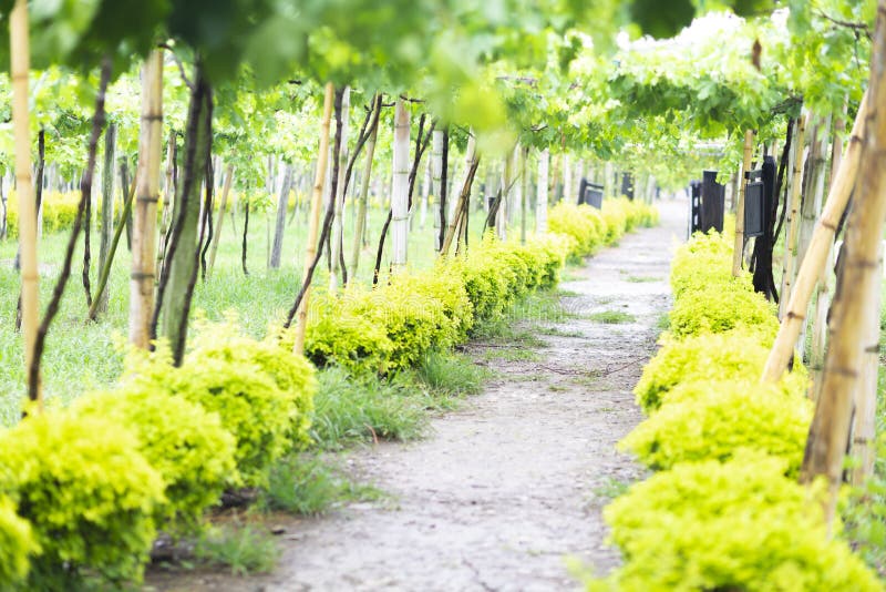 Vineyard path stock image. Image of countryside, growing - 29781557