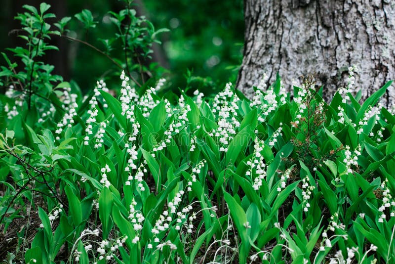 Beautifyl Group of Lily of the Valley Spring Flowers in the Forest ...