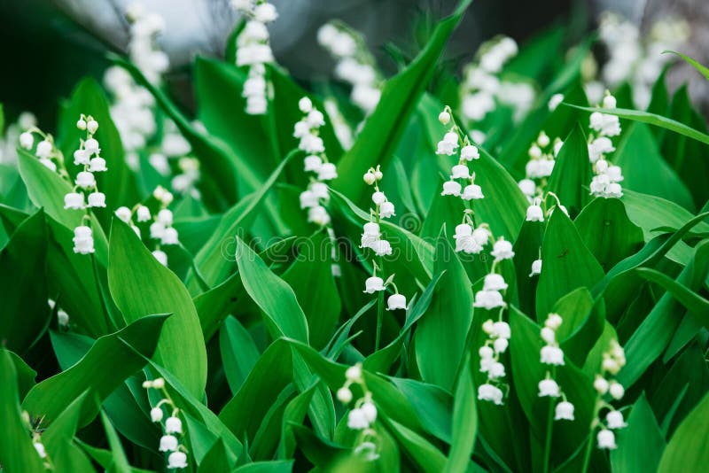 Beautifyl Group of Lily of the Valley Spring Flowers in the Forest ...