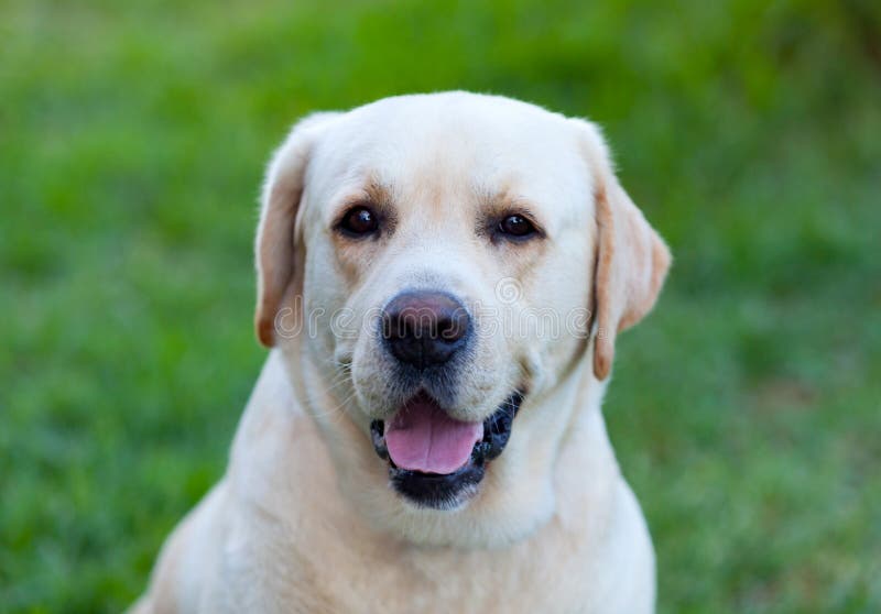 Beautigul Gul Guld- Labrador Fotografering för Bildbyråer - Bild av ...