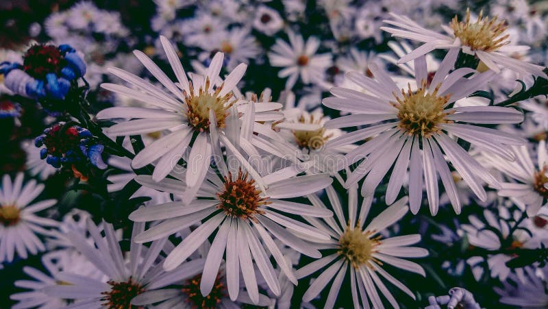 Beautious Early Spring White Flower Stock Afbeelding - Image of vroeg ...