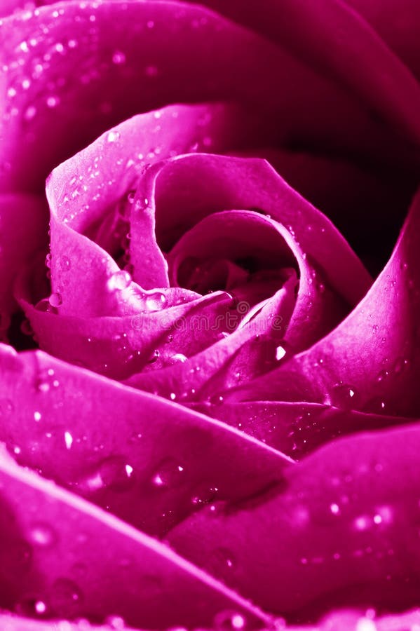 Beautiul violet pink rose stock image. Image of love, macro - 7935119
