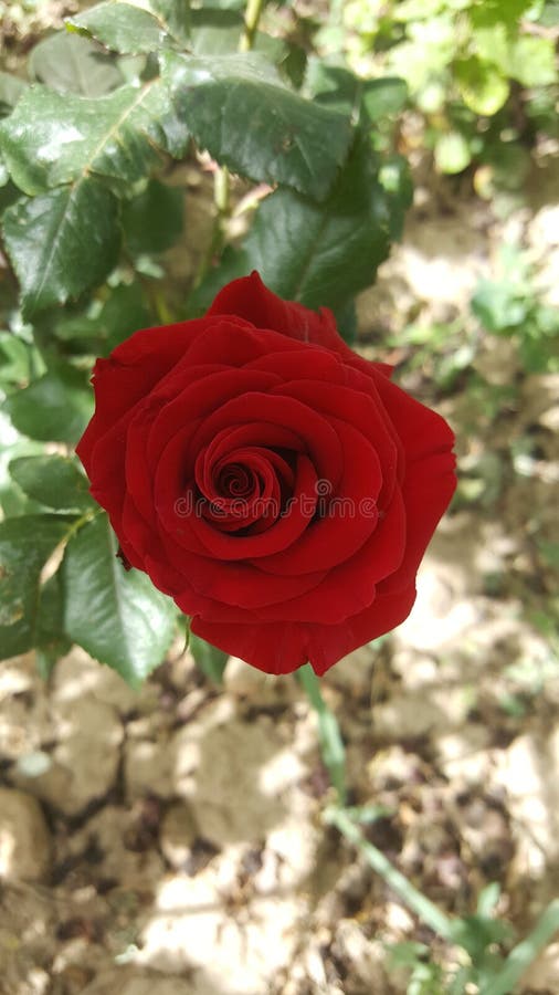Beautiy Natural Red Rose Shiraz Stock Photo - Image of shiraz, beautiy ...
