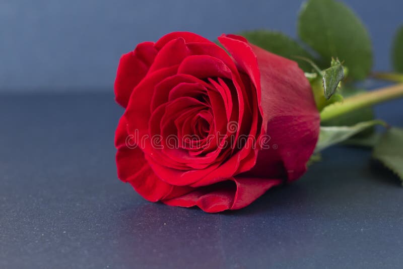 Beautuful Red Rose Isolated on Navy Blue Background Stock Photo - Image ...